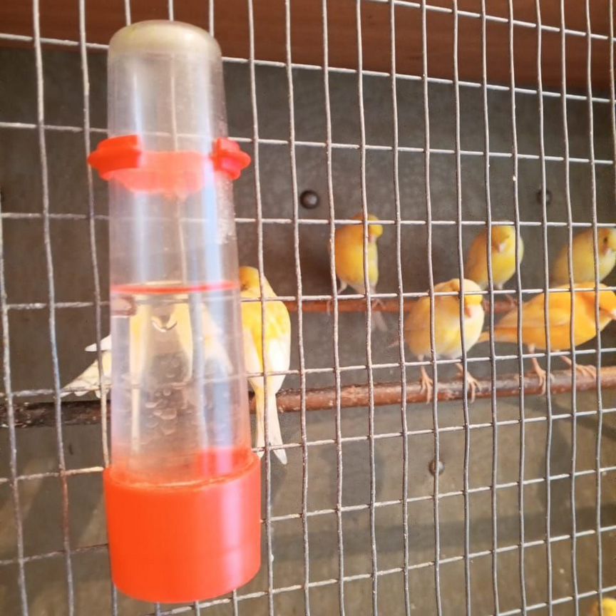 Кенара и канарейки