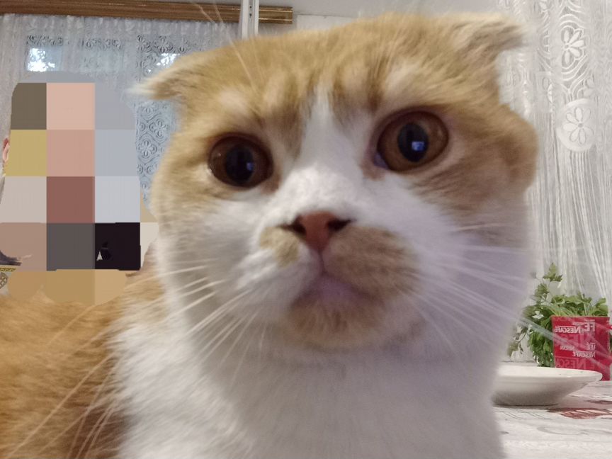 Веслаухий шотландец