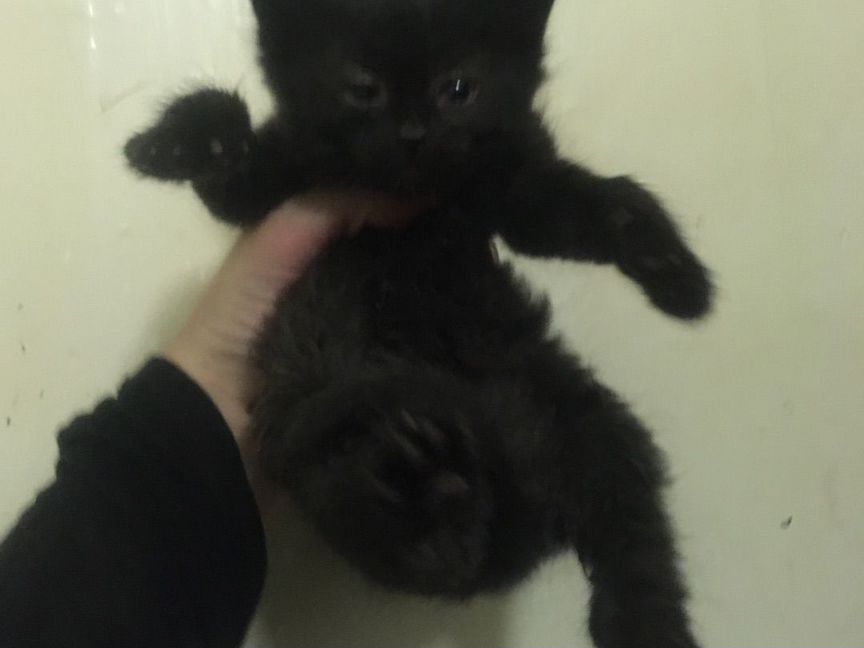 Милый котёнок