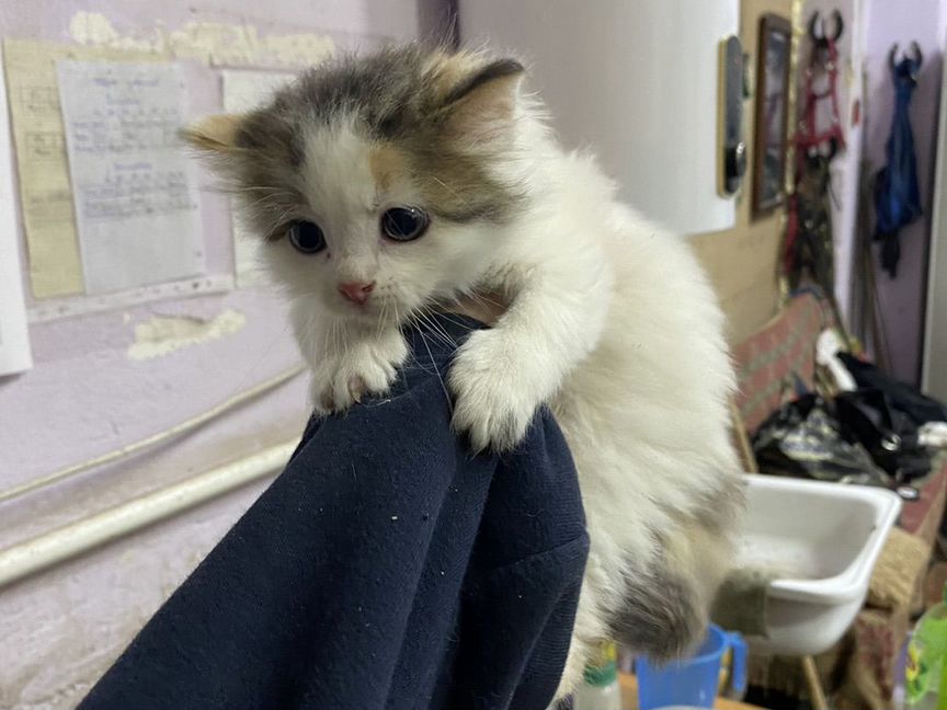 Котята в добрые руки
