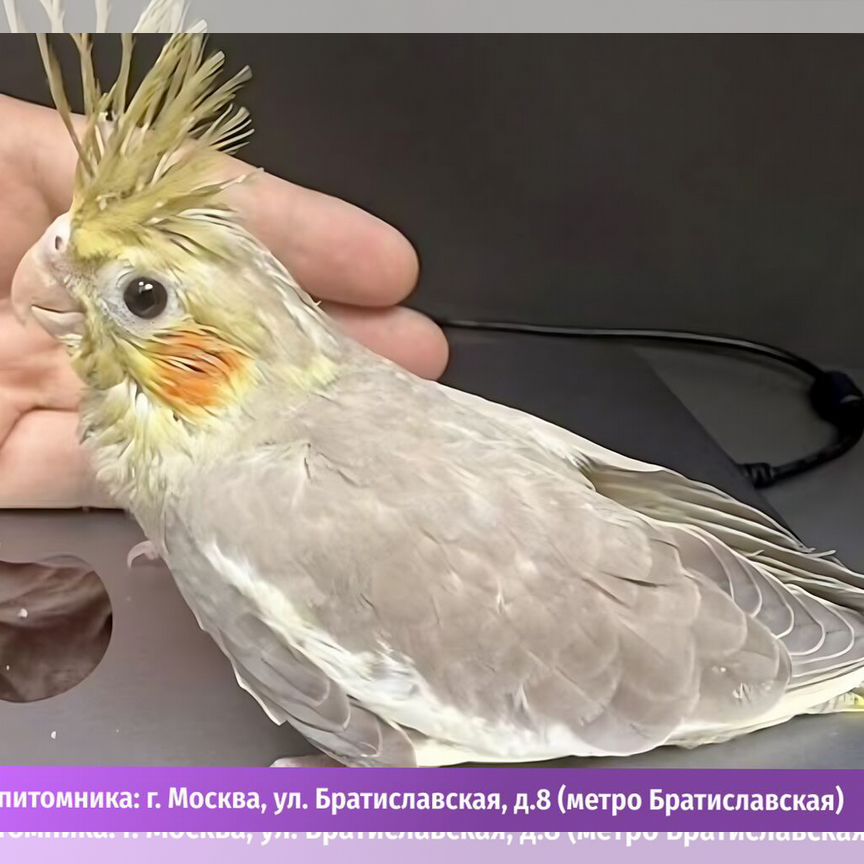 Попугай Карела выкормыш