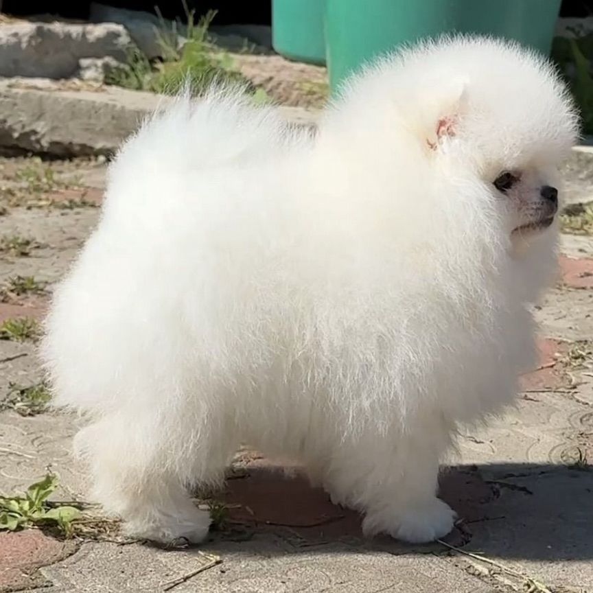 Померанский шпиц, щенок