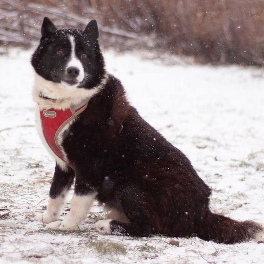 Домашняя собака в добрые руки