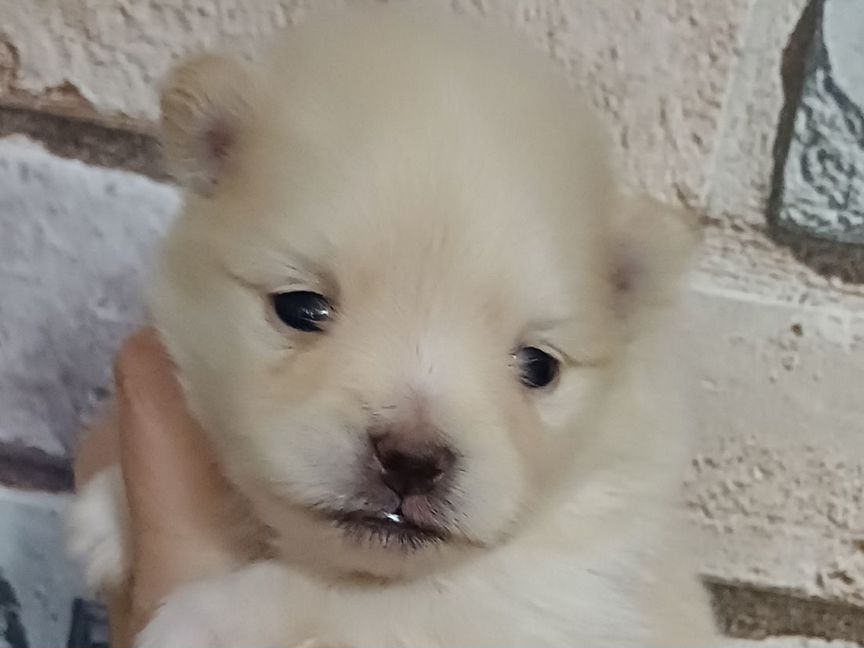 Собака милаха шпиц