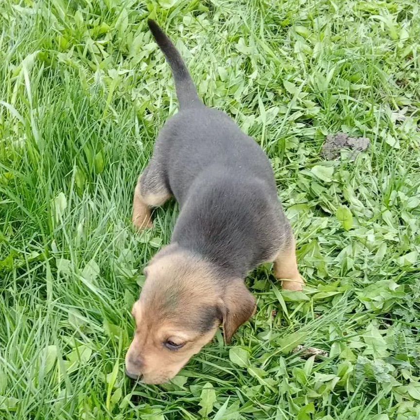 Русская гончая, щенок