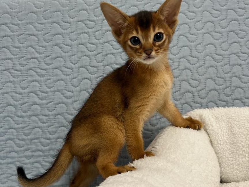 Абиссинский котенок мальчик