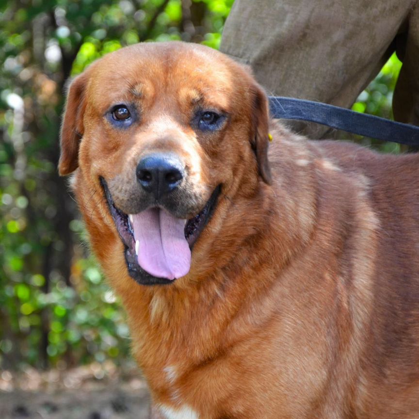 Крупный и добрый пес в дар