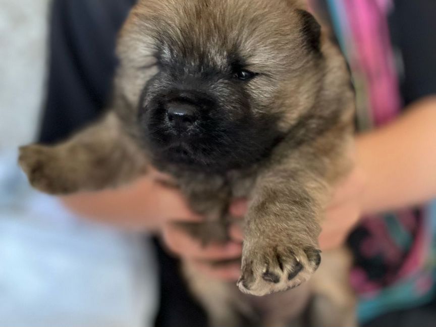 Щеночек чау-чау