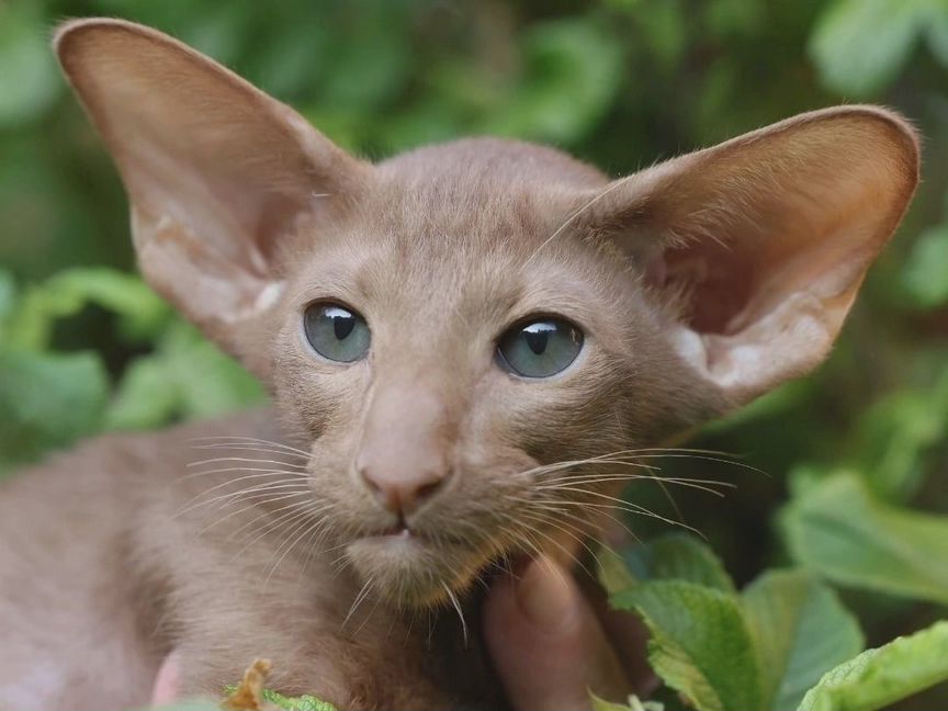 Ориентальные котята