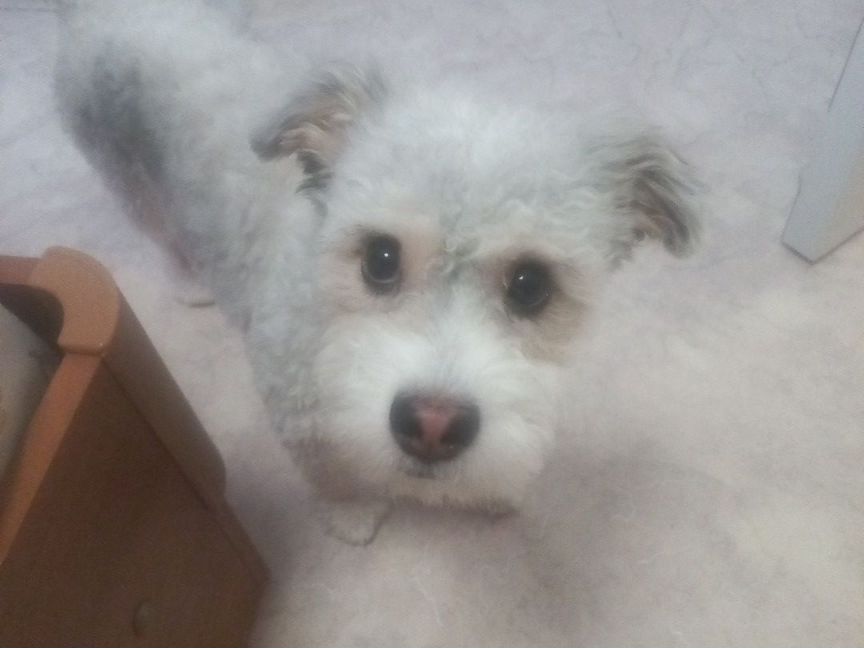 Метис болонки