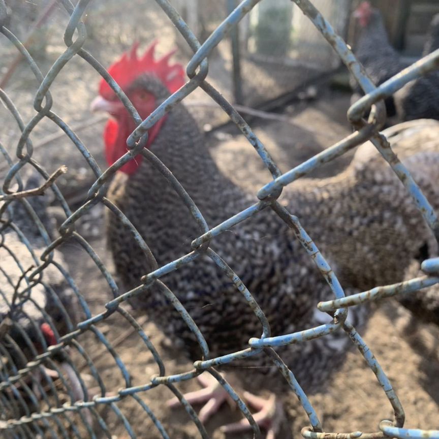 Петухи михеленская кукушка