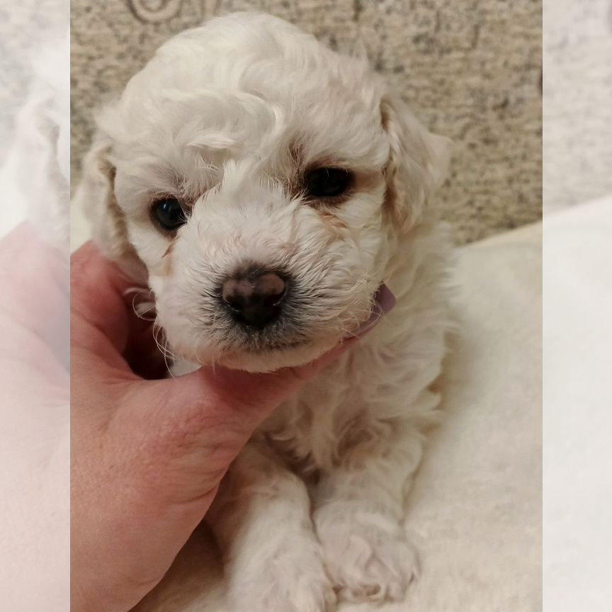 Бишон фризе, щенок