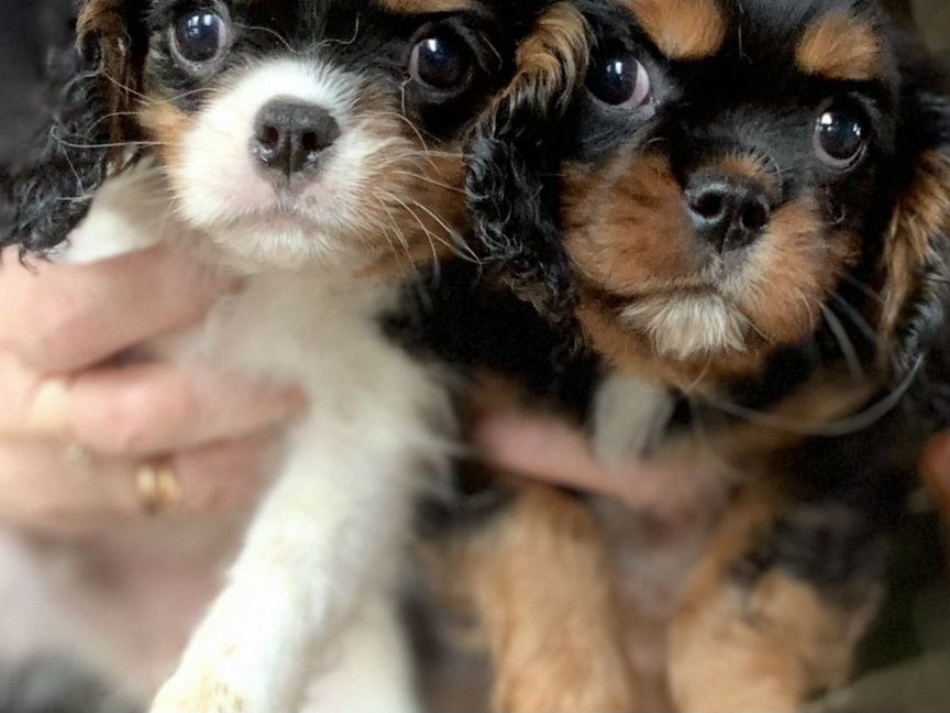 Кавалерчики