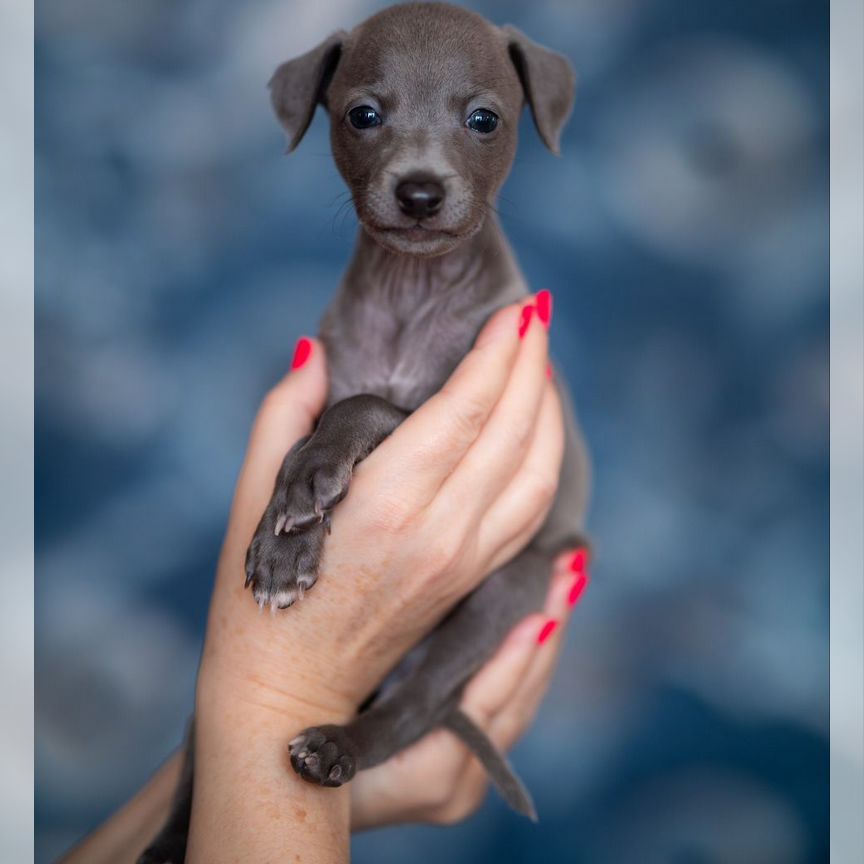 Левретка, щенок