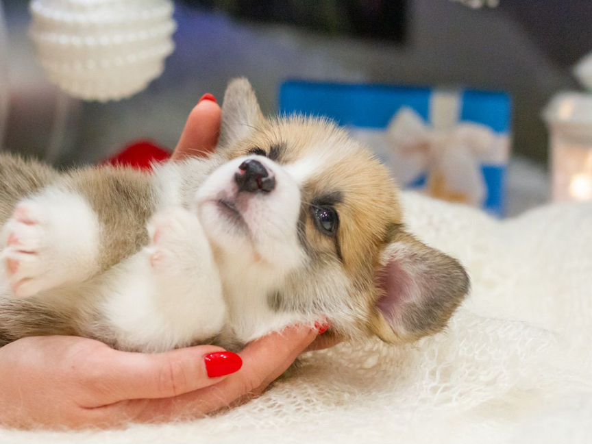 Шикарные щенки Вельш Корги Пемброк