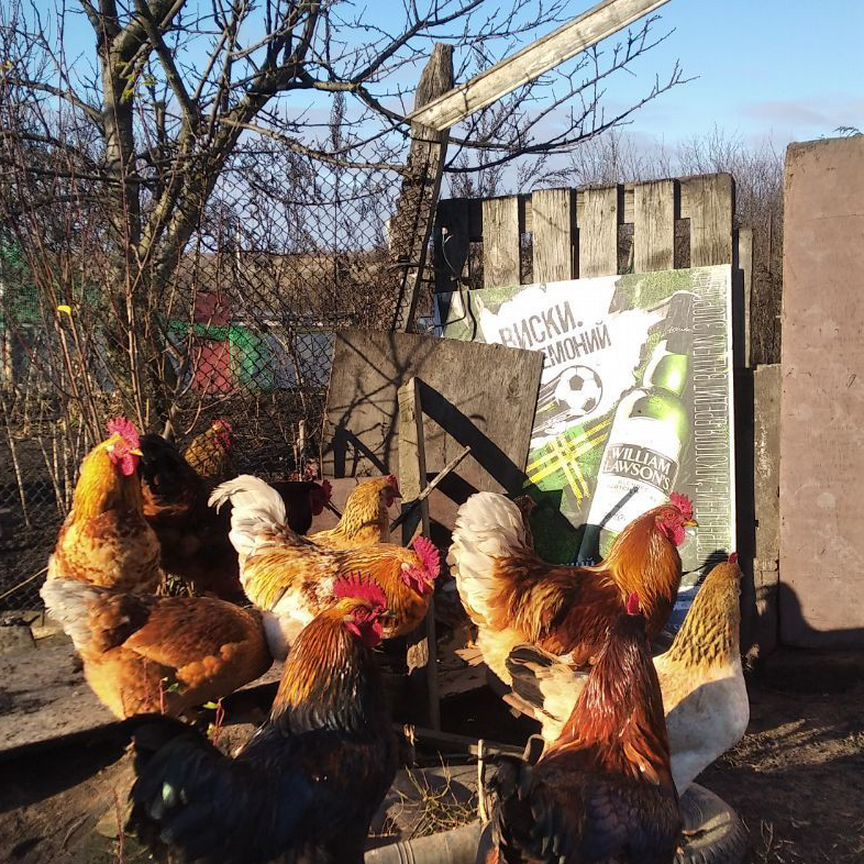Петухи домашние,разных расцветок, дворняги