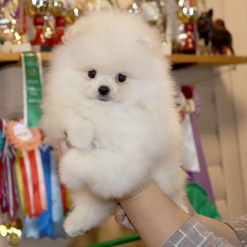 Померанский шпиц, щенок