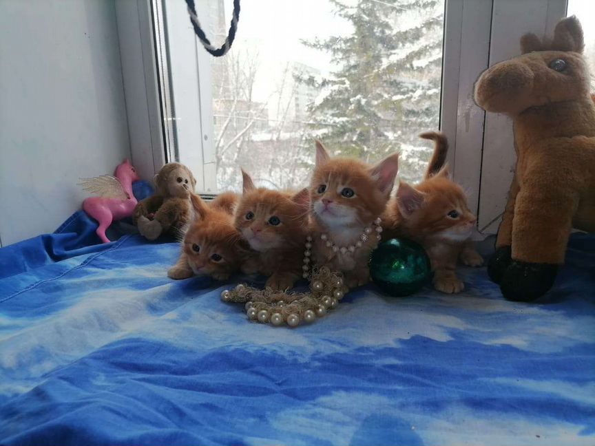 Кошки породистые