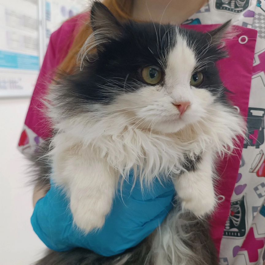 Милый котик Кузя