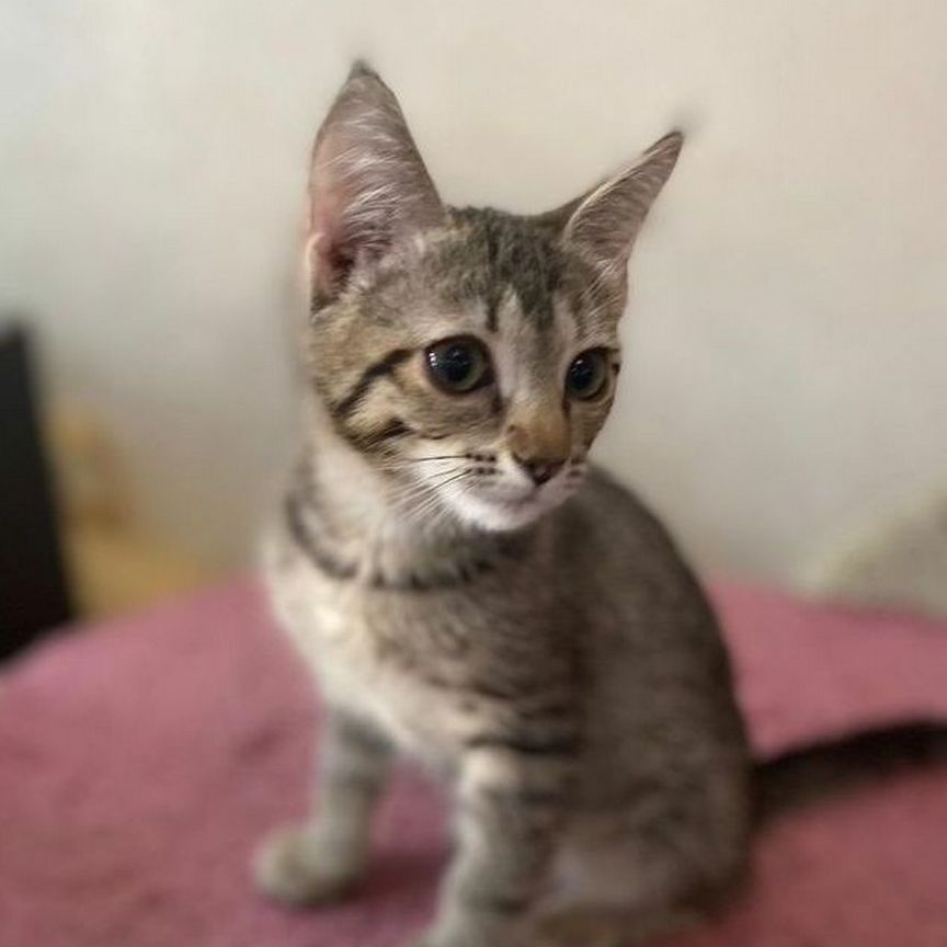 Котята тигрята