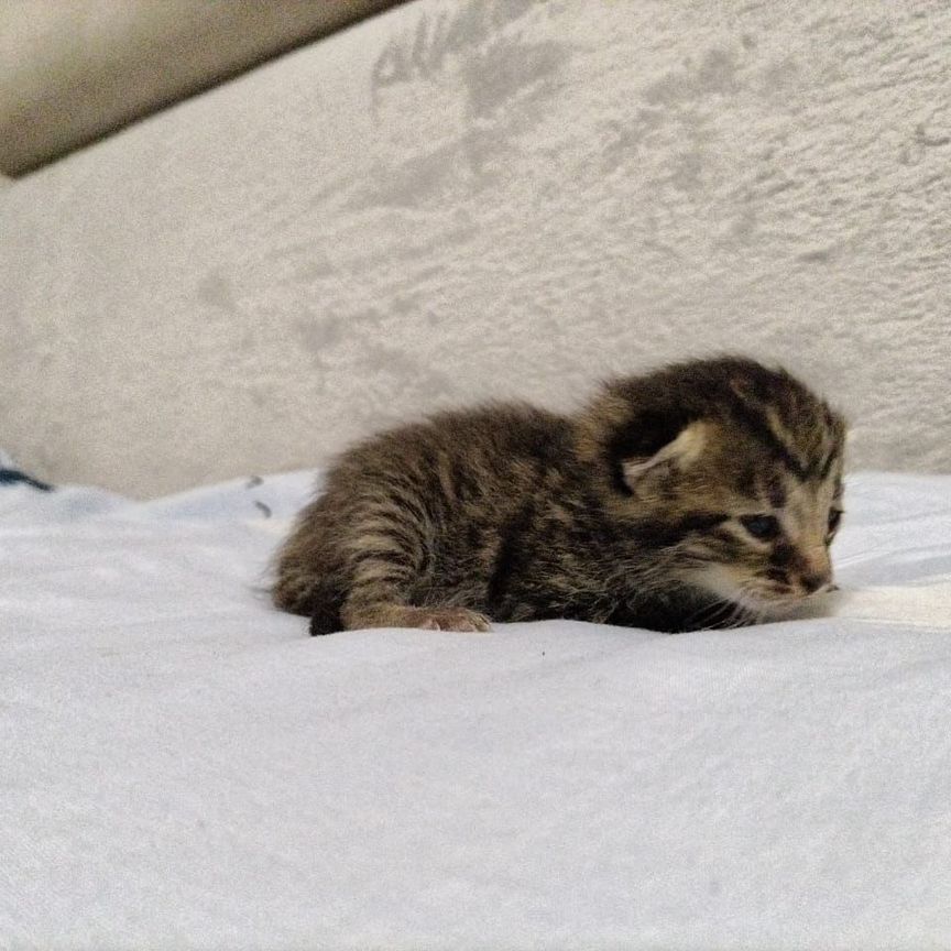 Забери меня/Котята