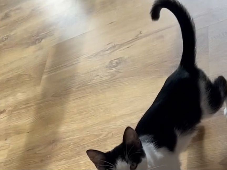 Котята в добрые руки даром