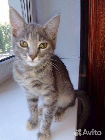 Котёнок 3мес. бесплатно