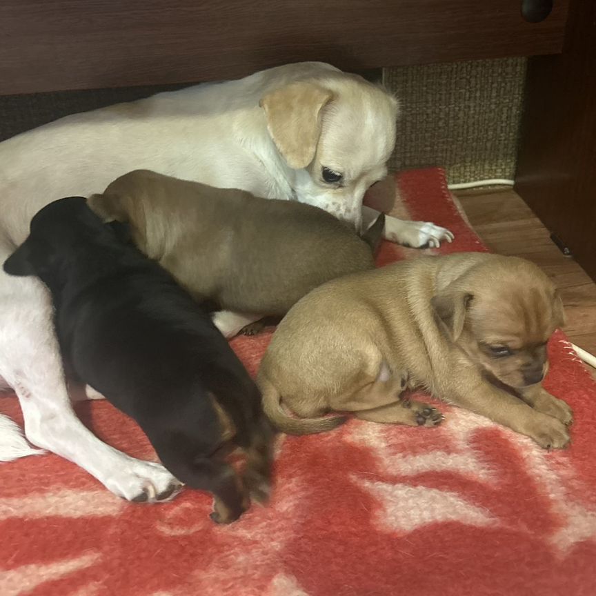 Русский той-терьер, щенок