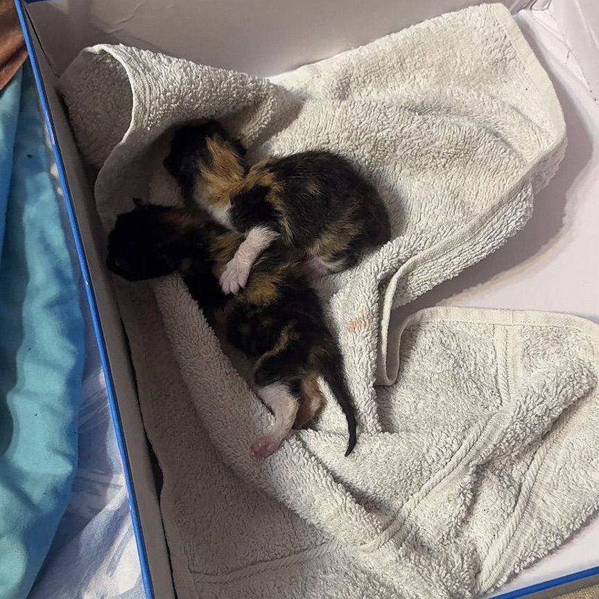 Котята