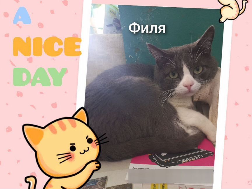 Найденные коты