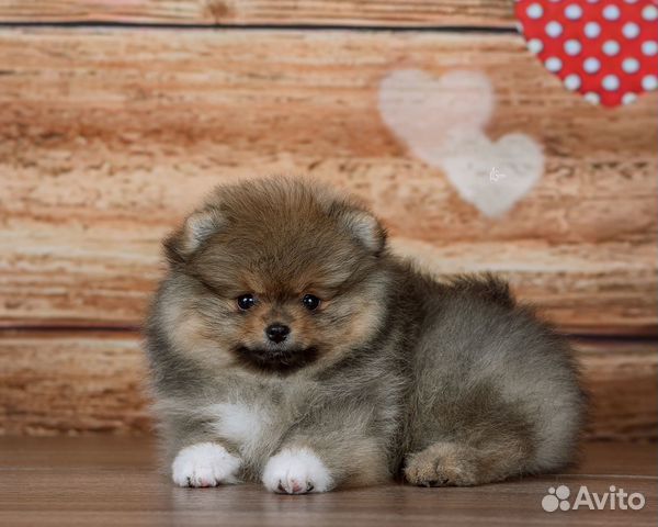 Крошка помераночка