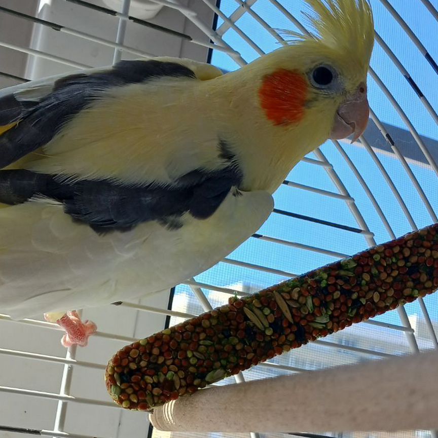 Попугай корелла