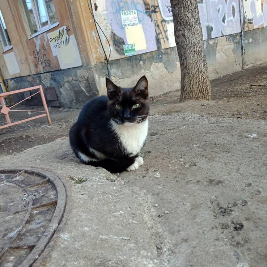 Кошка ищет дом