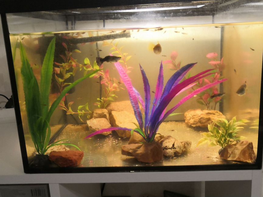 Гуппии микс мальки