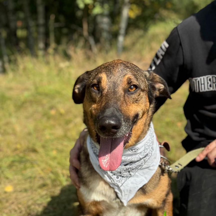 В добрые руки август