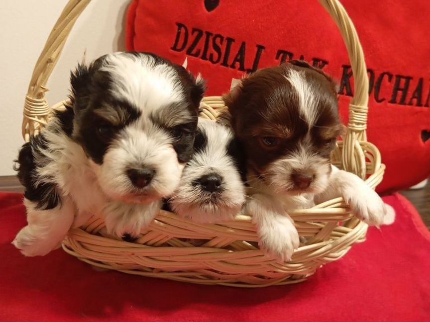 Ищем добрые и надежные ручки