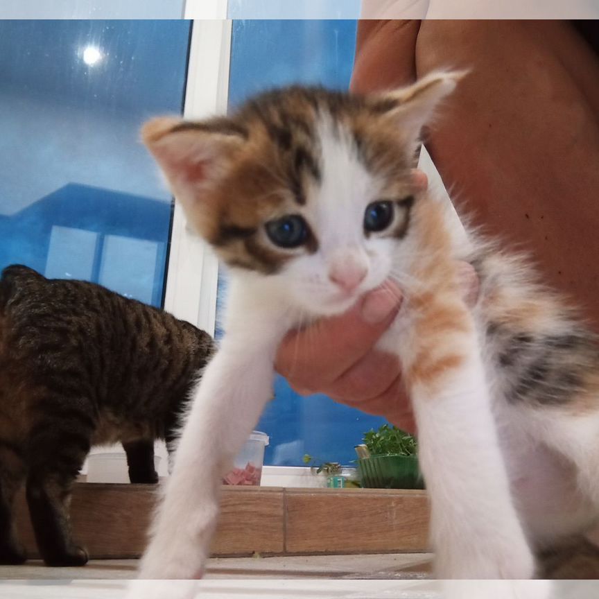 Котята в добрые руки бесплатно, две девочки