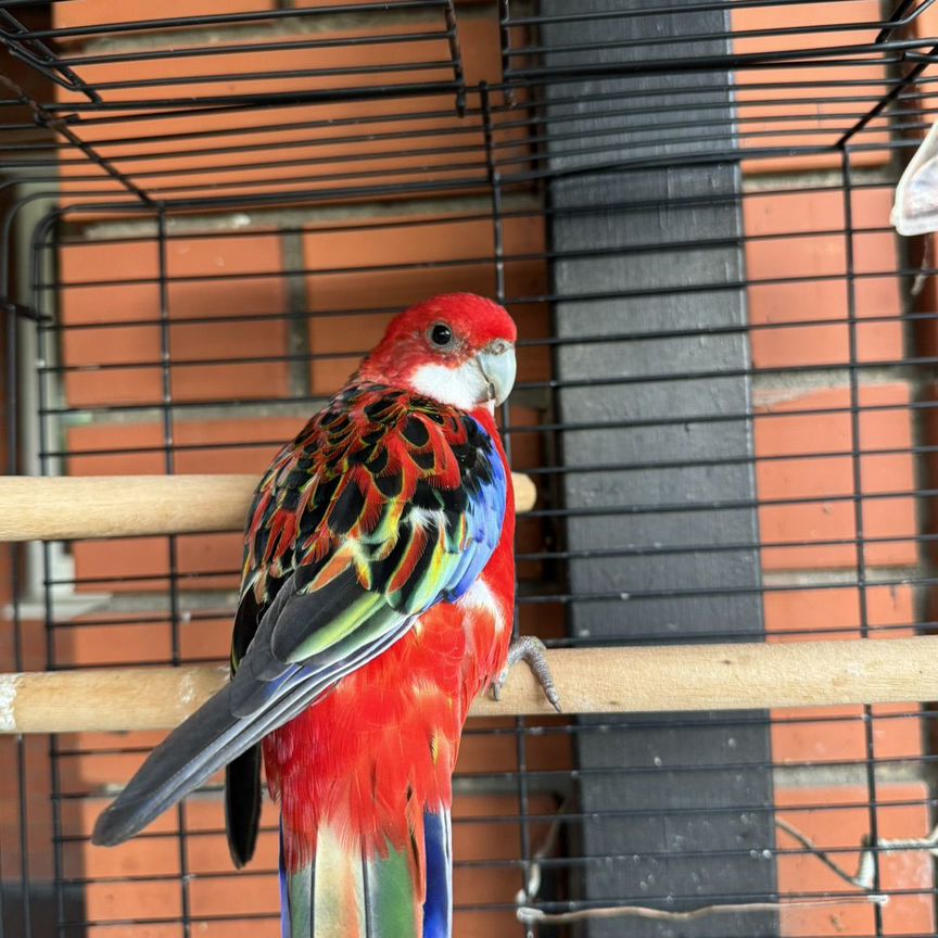 Попугай розелла