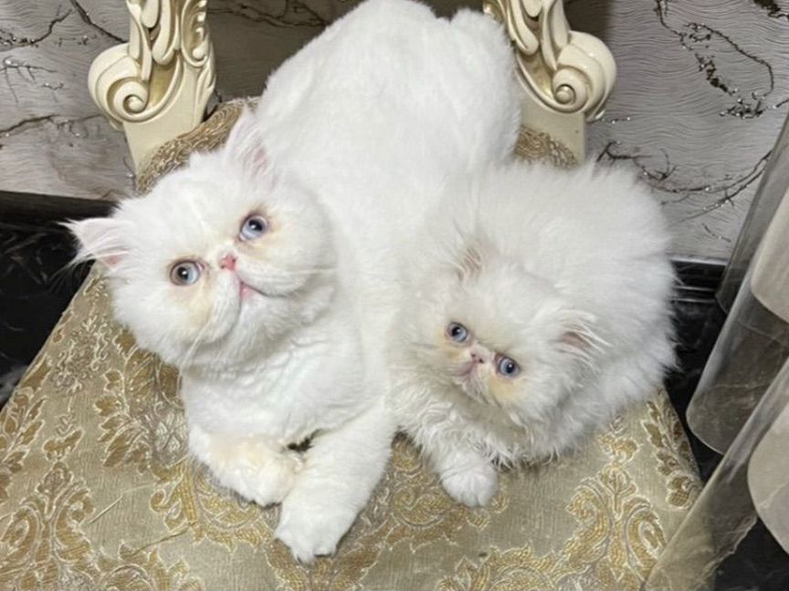 Персидская