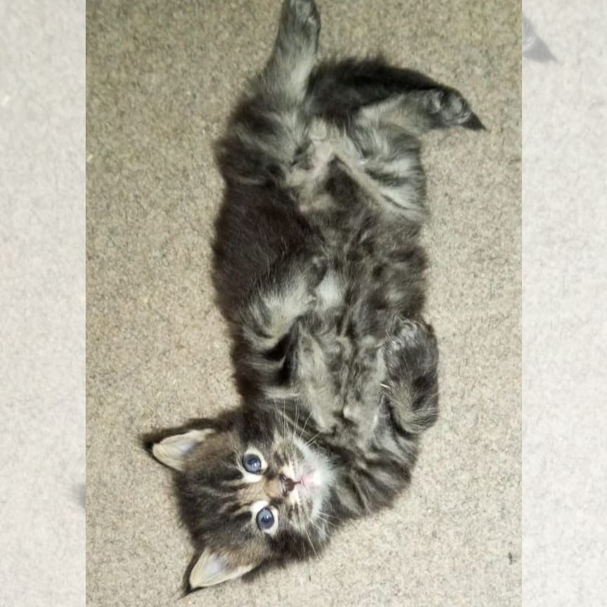 Котята мейн-кун