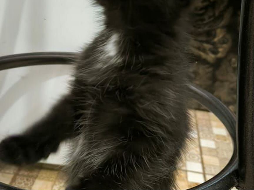 Кошка