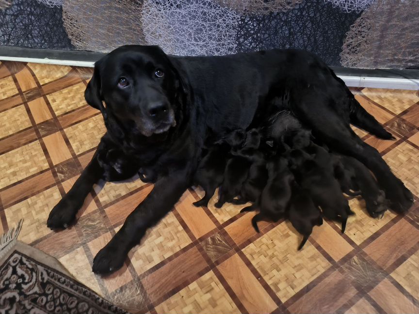 Щенки лабрадора