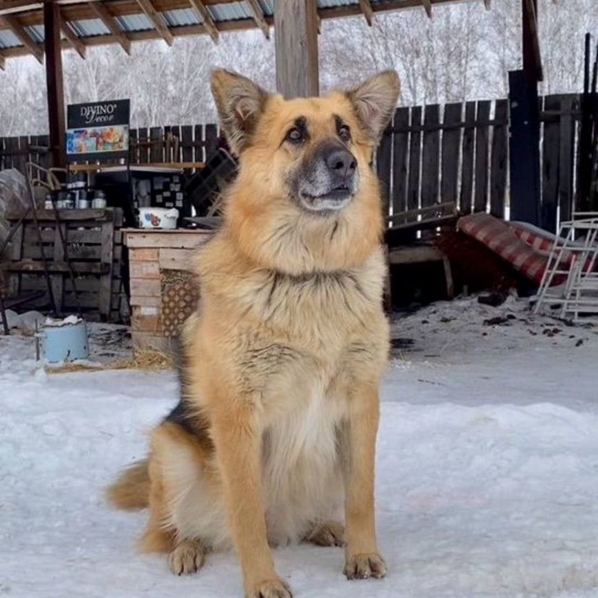 Собака