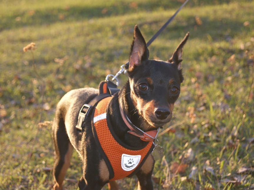 Девочка для вязки