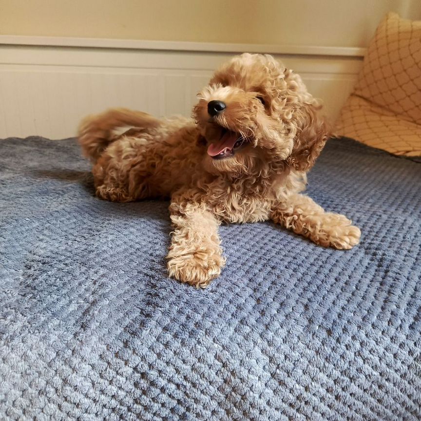 Той-пудель, щенок