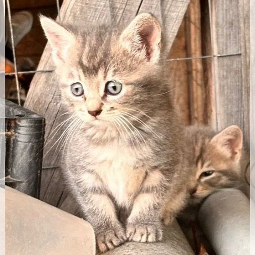 Котёнок в добрые руки