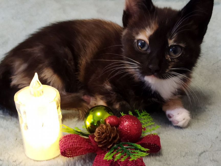 Шотландские котята помесь