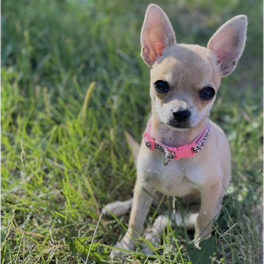 Вязка чихуахуа девочка