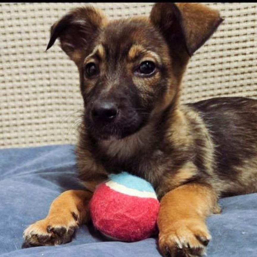 Щенок в добрые руки