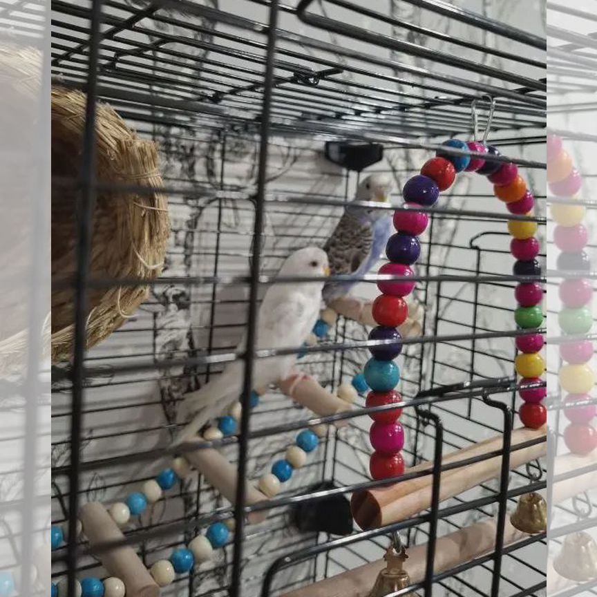 Волнистый попугай